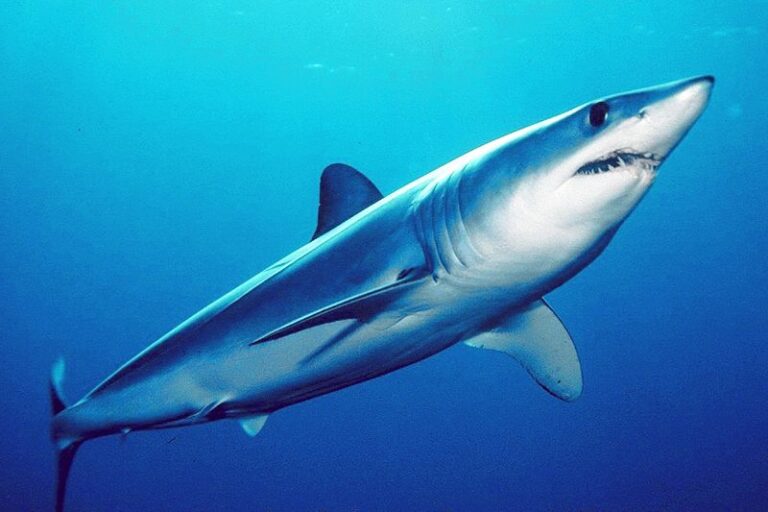 US Army-funded research studying mako shark skin to build faster aircraft